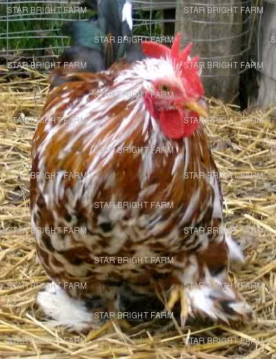 Calico and mottled bantam Cochin combo | BackYard Chickens