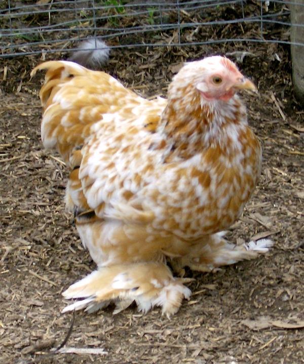 Calico and mottled bantam Cochin combo | BackYard Chickens