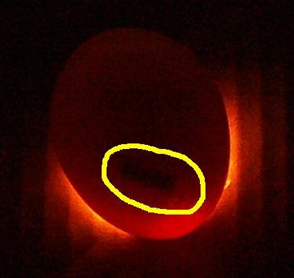 What Are These Black Spots In My Egg ??? *pics* | BackYard Chickens ...