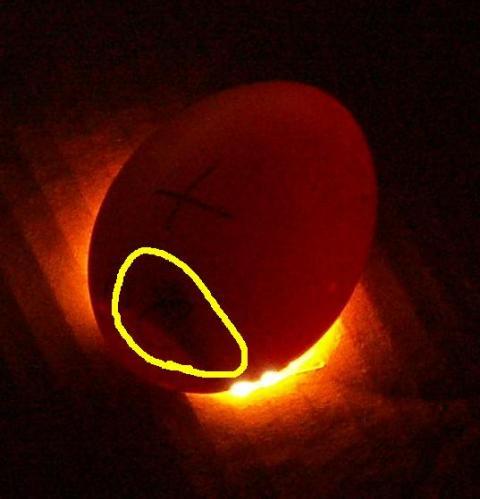 What Are These Black Spots In My Egg ??? *pics* | BackYard Chickens ...