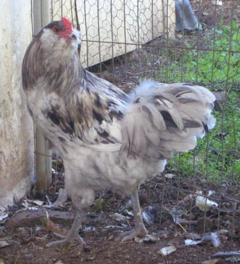 Splash PURE Ameraucana Roo - 4.5 month | BackYard Chickens - Learn How ...