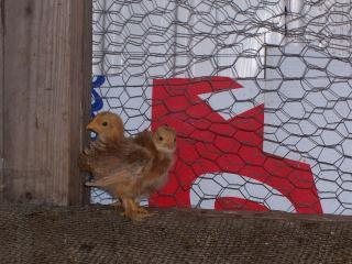 Bantam Cochin Eggs---Blk Mott, Blue, Partridge Frizzle, Gold Lace 7/28 ...