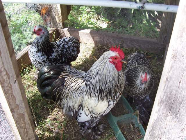 Bantam Cochin Hatching Eggs---Assortment of Colors---To SHip 5/4 ...