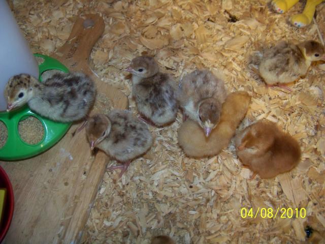 3 Bourbon Red Heritage Turkeys chicks for sale, Mt. Airy Maryland ...