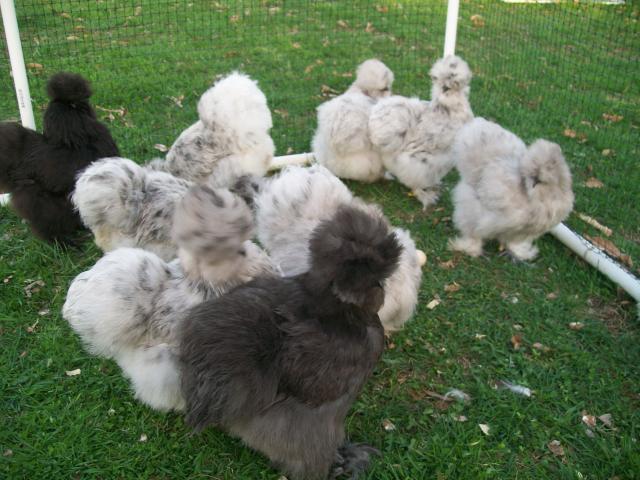 Blue, Black and Splash silkie eggs!!! Cush~N~Tush~Silkies | BackYard ...