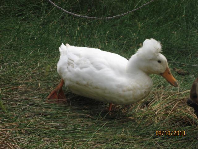 crested runner ducks from ideal | Page 3 | BackYard Chickens - Learn ...