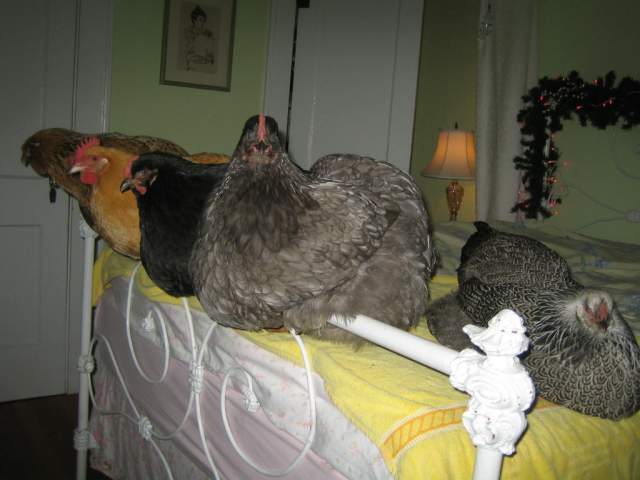 Alternatives to heat lamps? | BackYard Chickens - Learn How to Raise ...