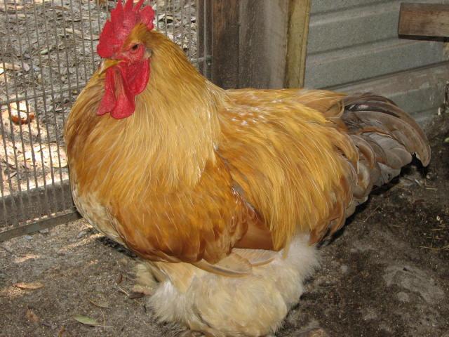 Lemon Blue Cochins~~***BRAND NEW PICTURES***~~~ | Page 24 | BackYard ...