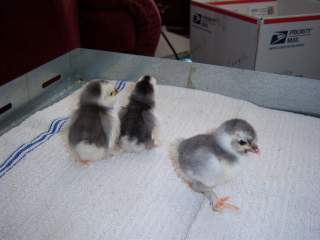 Mottled d'Uccle chicks | BackYard Chickens - Learn How to Raise Chickens
