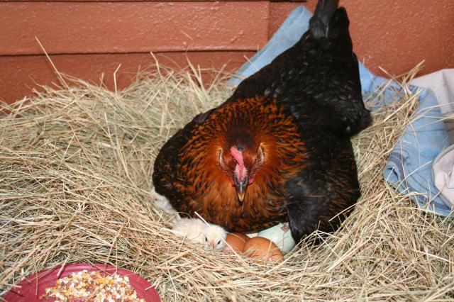 Eggs under broody are pipping.update pictures. | BackYard Chickens ...