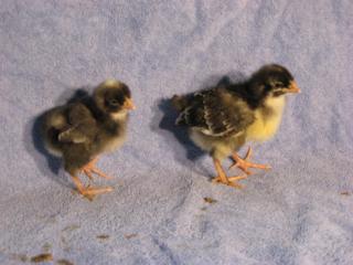 Baby Pictures | BackYard Chickens - Learn How to Raise Chickens