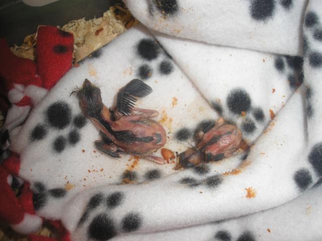 Baby House Sparrows *Update with pictures* | BackYard Chickens - Learn ...