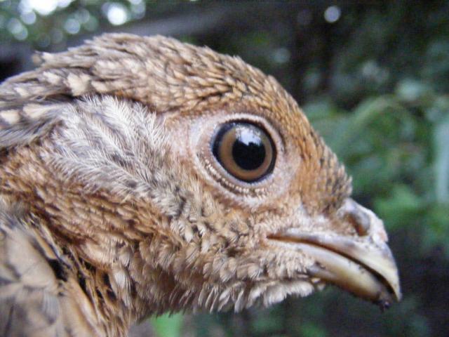 Golden Pheasant Sexinghope This Helps Backyard Chickens