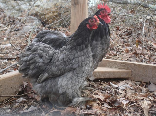 6+ Bantam Blue Cochin eggs | BackYard Chickens - Learn How to Raise ...