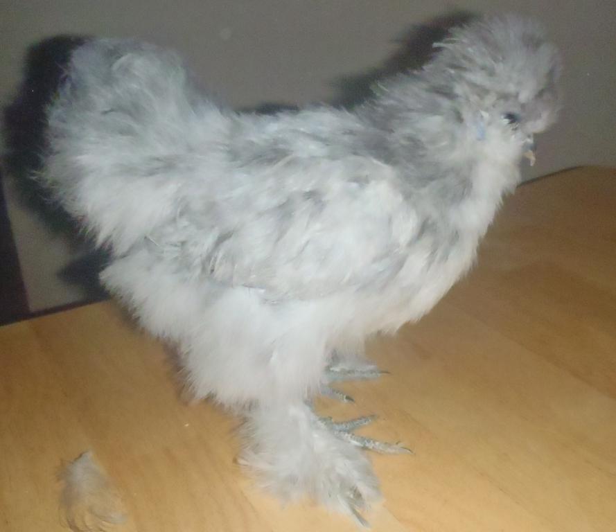 Lavender Silkie cockerel. 3 months old...Pink band | BackYard Chickens ...