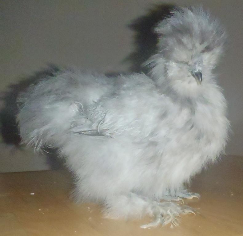 Lavender Silkie pullet...3 months old...White band | BackYard Chickens ...