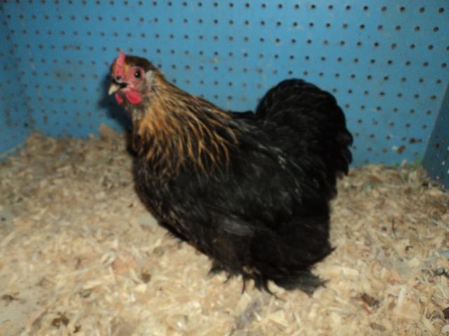 Lemon blue / Brown red cochin pr. | BackYard Chickens - Learn How to ...