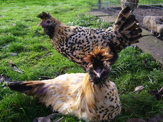 Cream Brabanter test eggs. | BackYard Chickens - Learn How to Raise ...