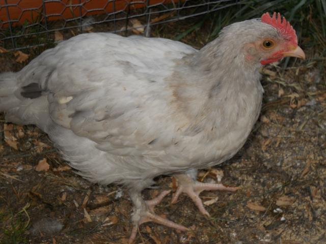 3 cockerels: True Ameraucana, Blue and Splash French Marans | BackYard ...
