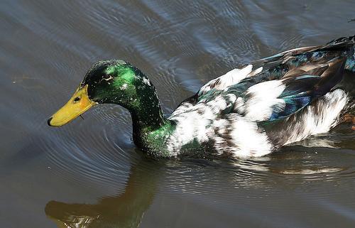 WTB/Trade/Test: Mixed Duck eggs (WA) | BackYard Chickens - Learn How to ...