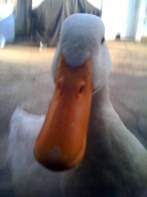 My Pekin Drake "General" *photos* | BackYard Chickens - Learn How to ...