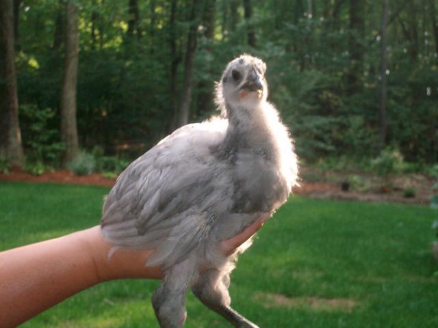 Gangly looking blue Jersey Giants | BackYard Chickens - Learn How to ...