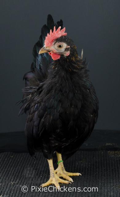 "Delta", a Black/Chocolate Split Serama Cockeral | BackYard Chickens ...