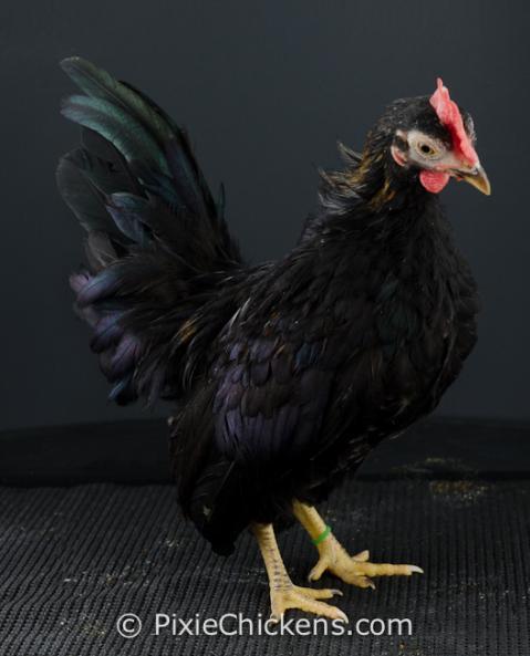 "Delta", a Black/Chocolate Split Serama Cockeral | BackYard Chickens ...