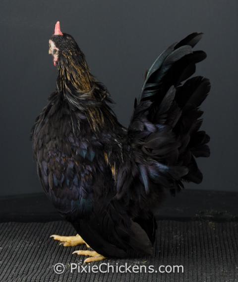 "Delta", a Black/Chocolate Split Serama Cockeral | BackYard Chickens ...