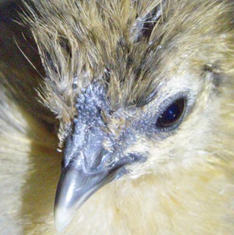 Need help sexing silkie chicks :) | BackYard Chickens - Learn How to ...