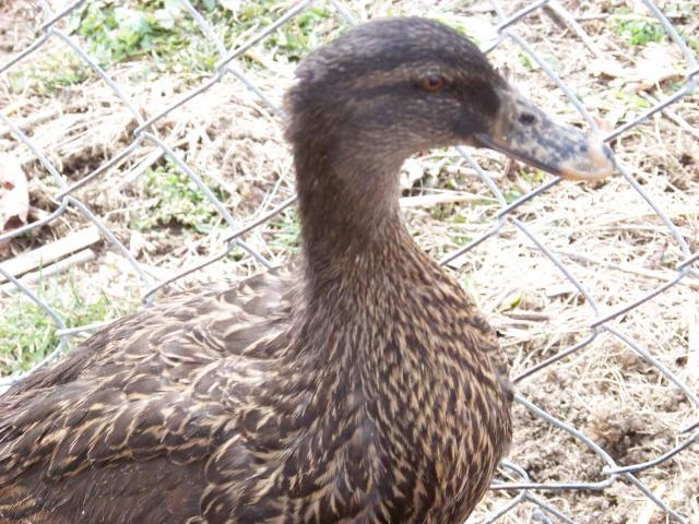 Trio of Adult Ducks- Ohio Mallard | BackYard Chickens - Learn How to ...