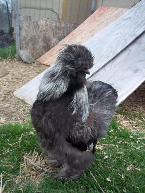 tortoiseshell bearded silkie roo | BackYard Chickens - Learn How to ...