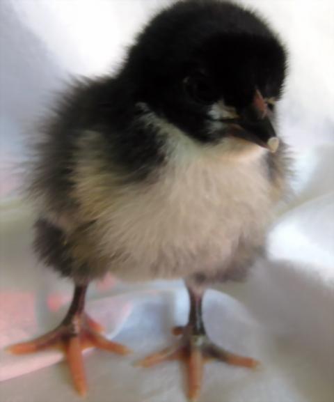 BA Babies and their first brooder! Pic heavy! | BackYard Chickens ...