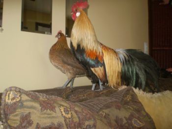 Looking for Golden Duckwing Pair and SQ blue/black cochin pair/trio ...