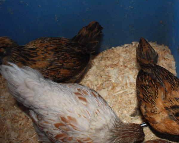 Cochin/Brahma cross gender? | BackYard Chickens - Learn How to Raise ...