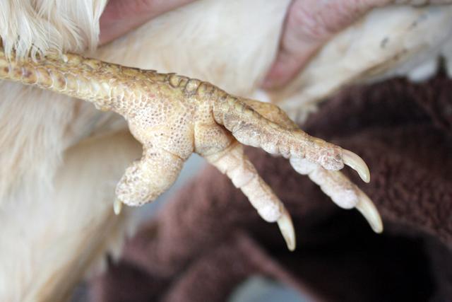 Bumblefoot! Update with new pics! | BackYard Chickens - Learn How to ...