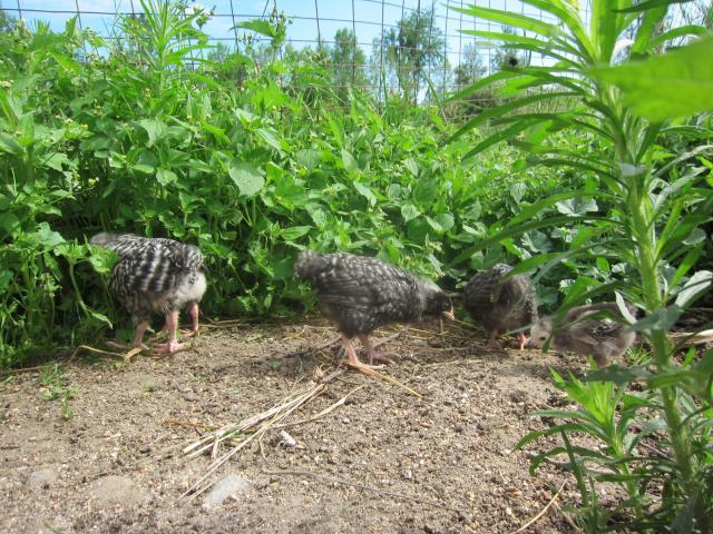 BPR or Dom? | BackYard Chickens - Learn How to Raise Chickens