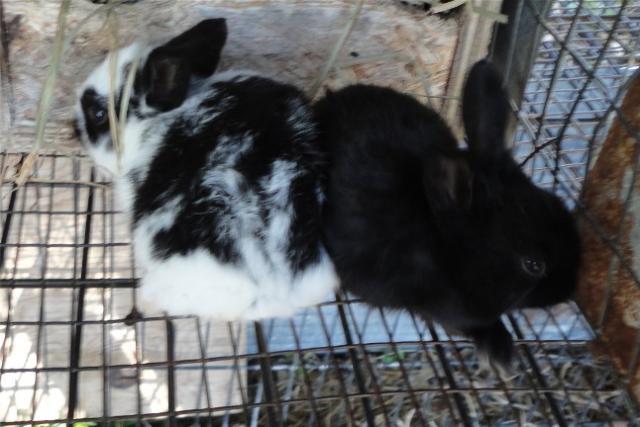 Baby rabbits, cuteness overload! edited to add more pictures | BackYard ...