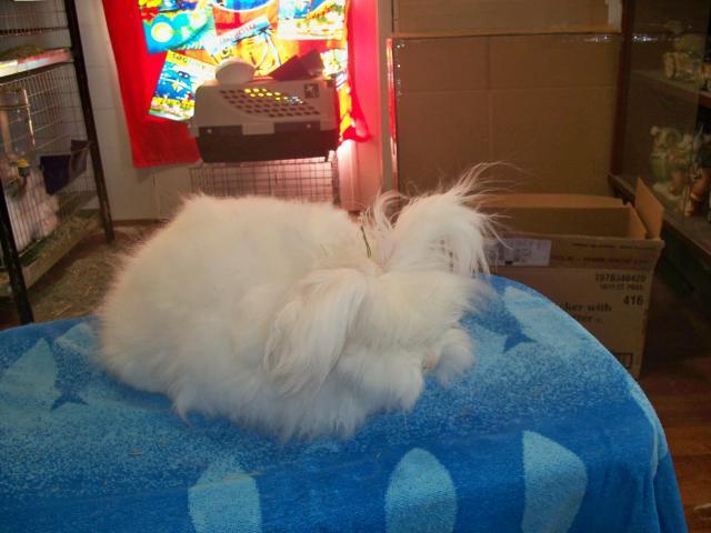 English Angora Babies For Sale: Salisbury, NC | BackYard Chickens ...