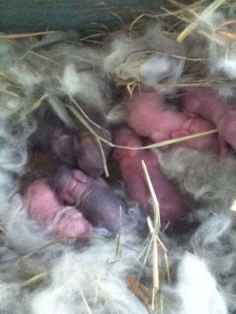 English Angora Babies For Sale: Salisbury, NC | BackYard Chickens ...