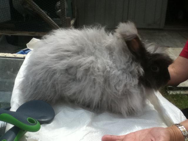 English Angora Babies For Sale: Salisbury, NC | BackYard Chickens ...