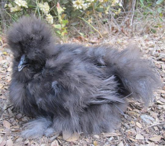 Bearded Blue Silkie Pair | BackYard Chickens - Learn How to Raise Chickens