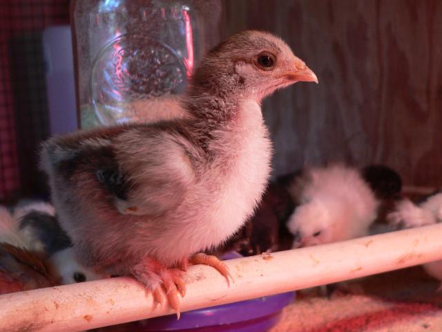 Very strange "little" chick in a feed store batch. What is it? *pics ...