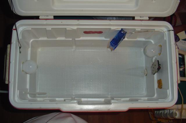Igloo Cooler/Bator Incubator for sale... | BackYard Chickens - Learn ...