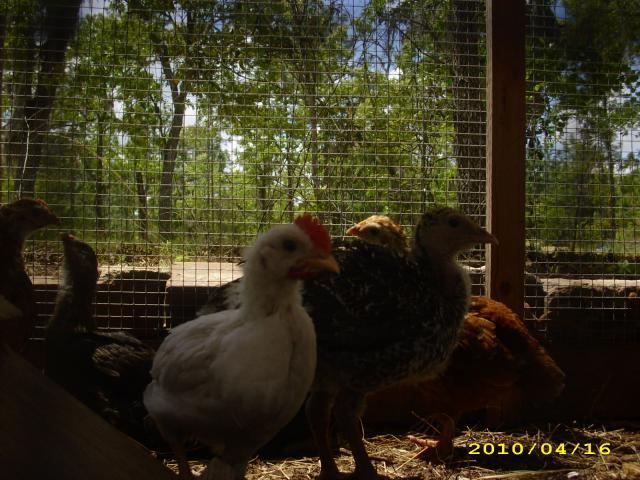 Will she ever lay again--pics??? | BackYard Chickens - Learn How to ...