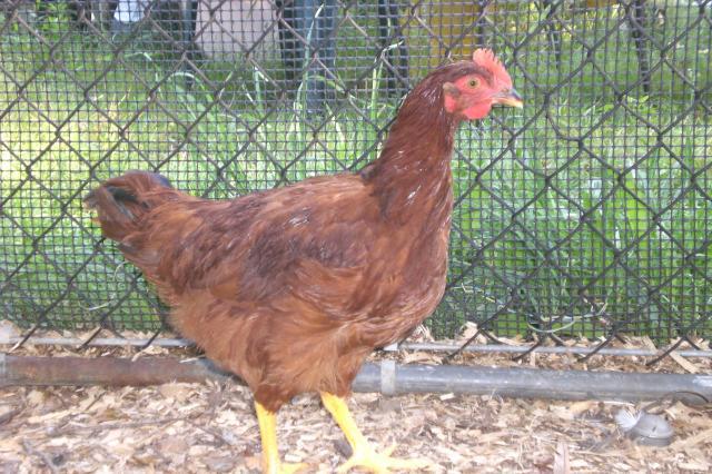 Rhode Island Reds Roosters or Hens? | BackYard Chickens - Learn How to ...