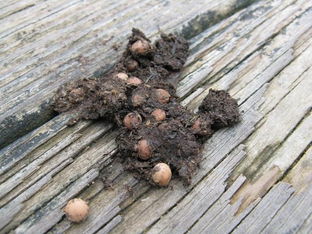 Possibly abnormal poos and ? about worms *PICS* | BackYard Chickens ...