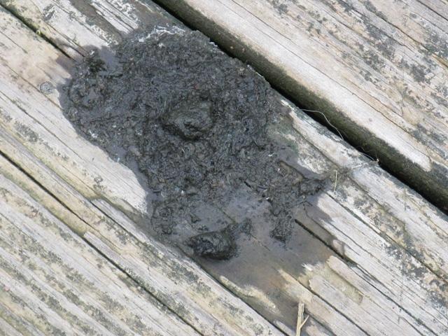 Possibly abnormal poos and ? about worms *PICS* | BackYard Chickens ...