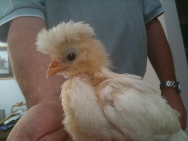 SAN DIEGO Chicks Blrw Barnevelder polish, polish/silkie cross ...
