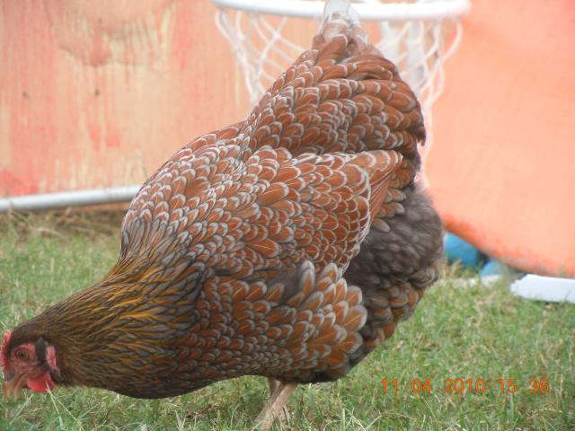 BLRW 6 eggs | BackYard Chickens - Learn How to Raise Chickens